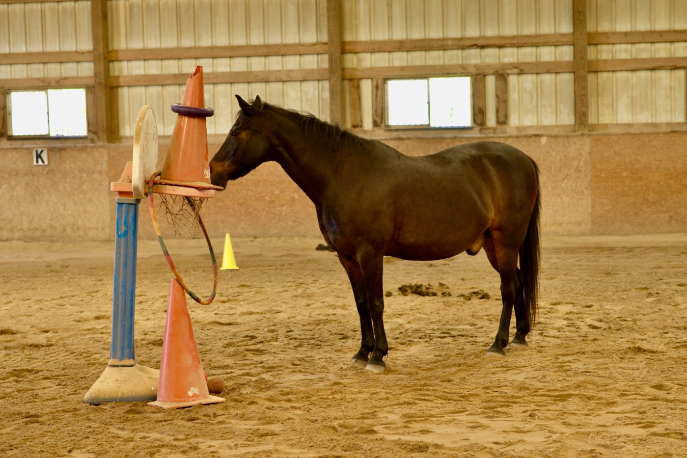 Equine Assisted Learning - Bridle Paths
